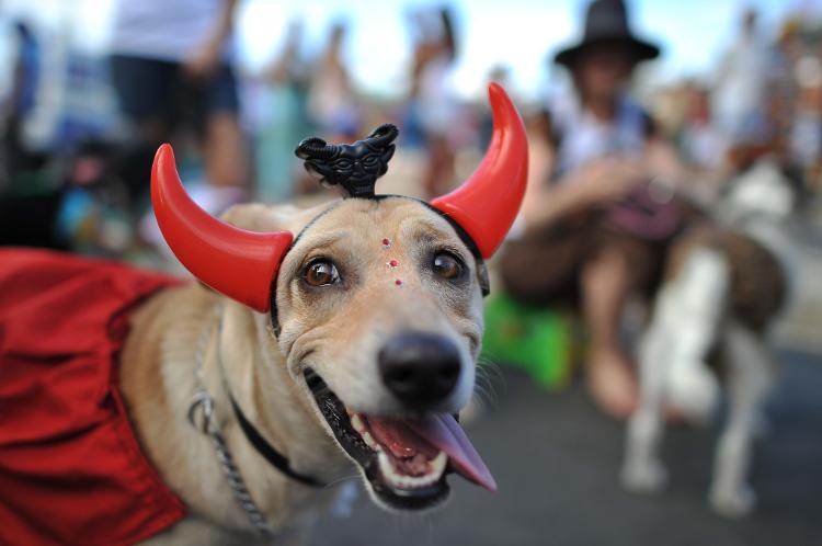 Pet na folia? Veja alguns cuidados para ter com os animais no Carnaval ...