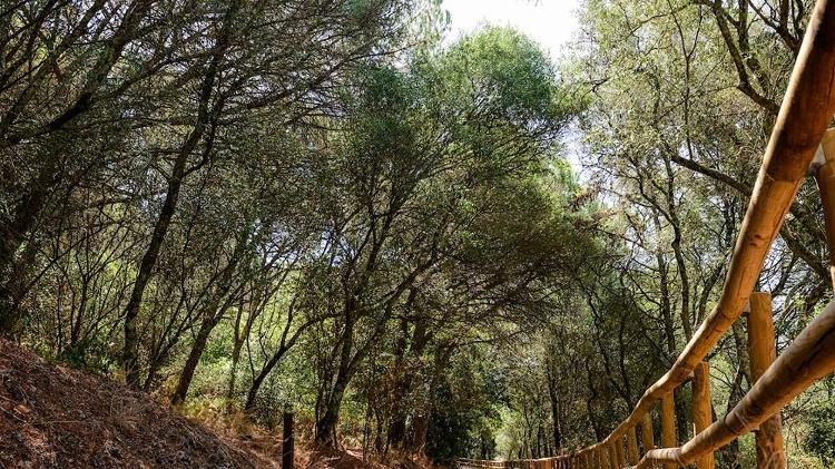 Cultivada por presidiários, floresta em Lisboa é refúgio de 'saca-rabos ...