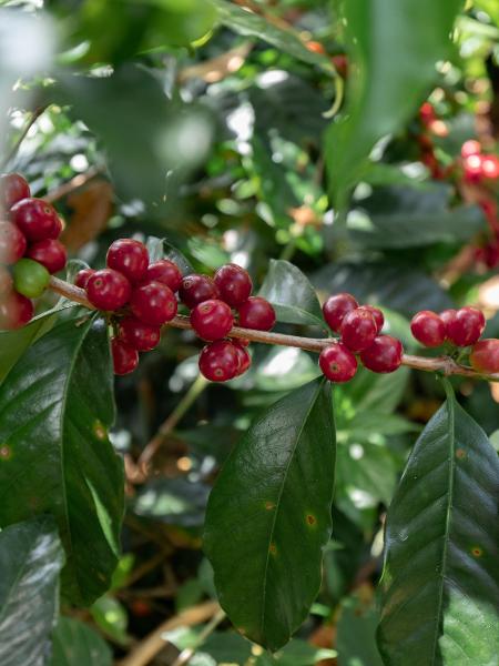 Qual é o café mais caro do mundo: conheça o geisha do Panamá