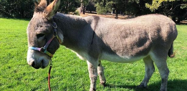 Burro que serviu de inspiração para Shrek tem 30 anos e está doente