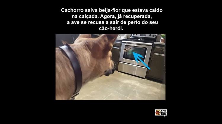 Reveja memes lindos que emocionaram os internautas do Bate-papo UOL ...