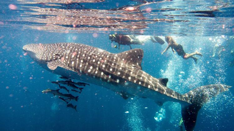 Tubarão-baleia: maior peixe do mundo é menos feroz do que parece