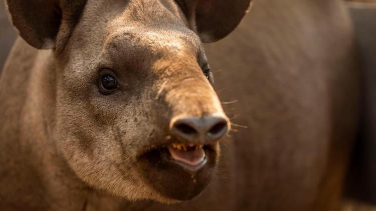 Maior especialista em antas do mundo prepara missão inédita na Amazônia ...
