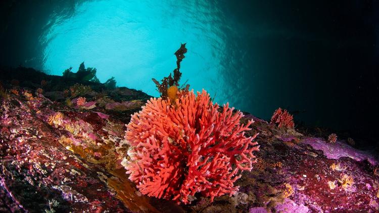 Fotos incríveis mostram raros corais vermelhos no mar da Patagônia