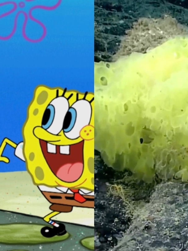 Patrick En La Vida Real
