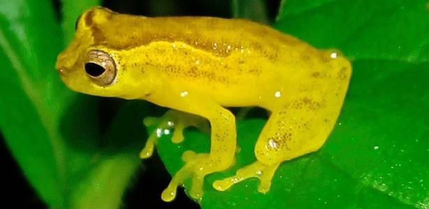 Pesquisadores encontram nova espécie de anfíbio e alertam para ...