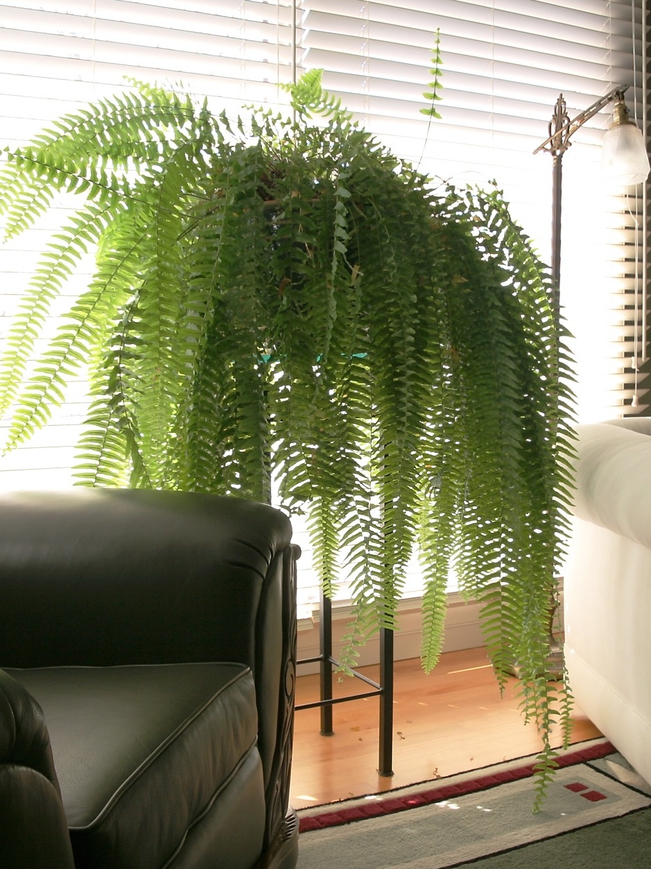 Planta De Samambaia Rotulada