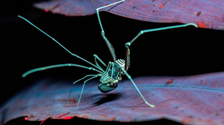 Expedição revela a surpreendente fauna noturna da floresta Amazônica
