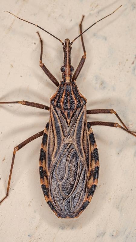 Surto na Bahia é alerta para transmissão da doença de Chagas por ...