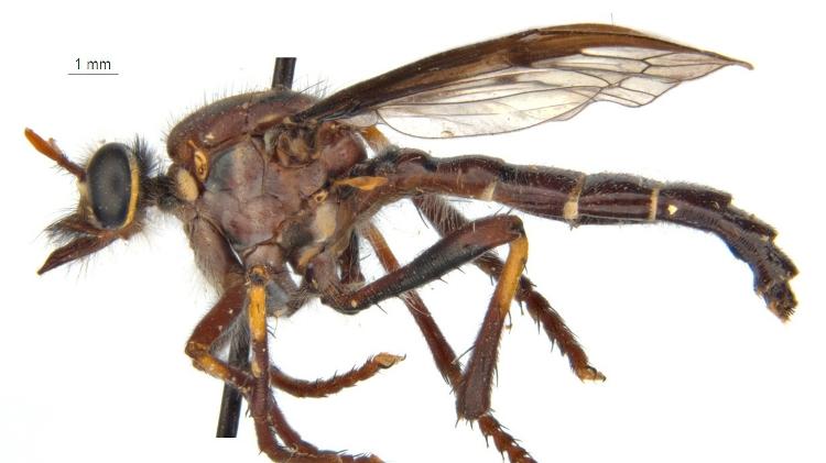 Marvel: Insetos ganham nomes inspirados em super-heróis e Stan Lee