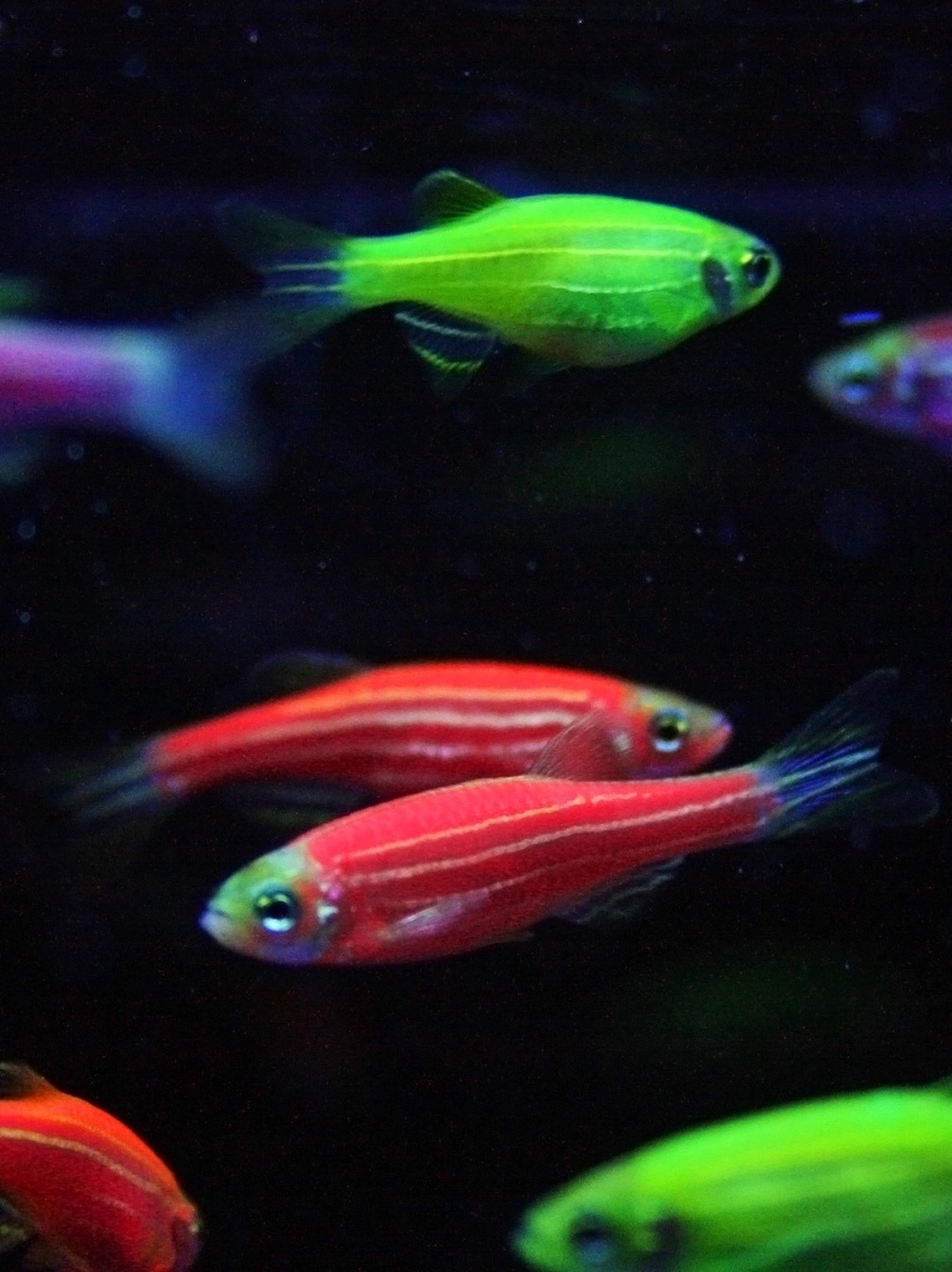 Peixe Neon Tetra Gravida Como Saber Se Seu Peixe Guppy Está Grávida