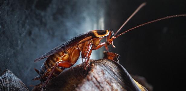 Transmite doenças fatais? Morde? Veja mitos e verdades sobre baratas ...