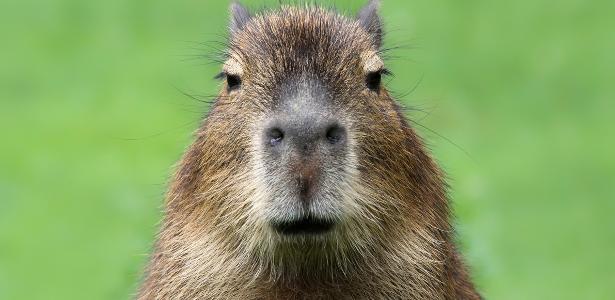 Puxar a capivara: Como surgiu expressão para a ficha criminal?