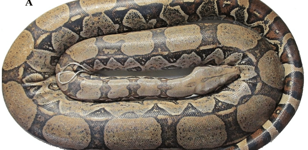 Nova espécie de jiboia nativa da Mata Atlântica é descoberta