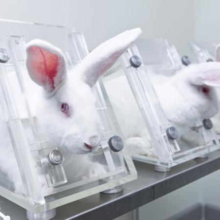 O que significa um cosmético ser testado em animais? - 19/10/2021 - UOL ...