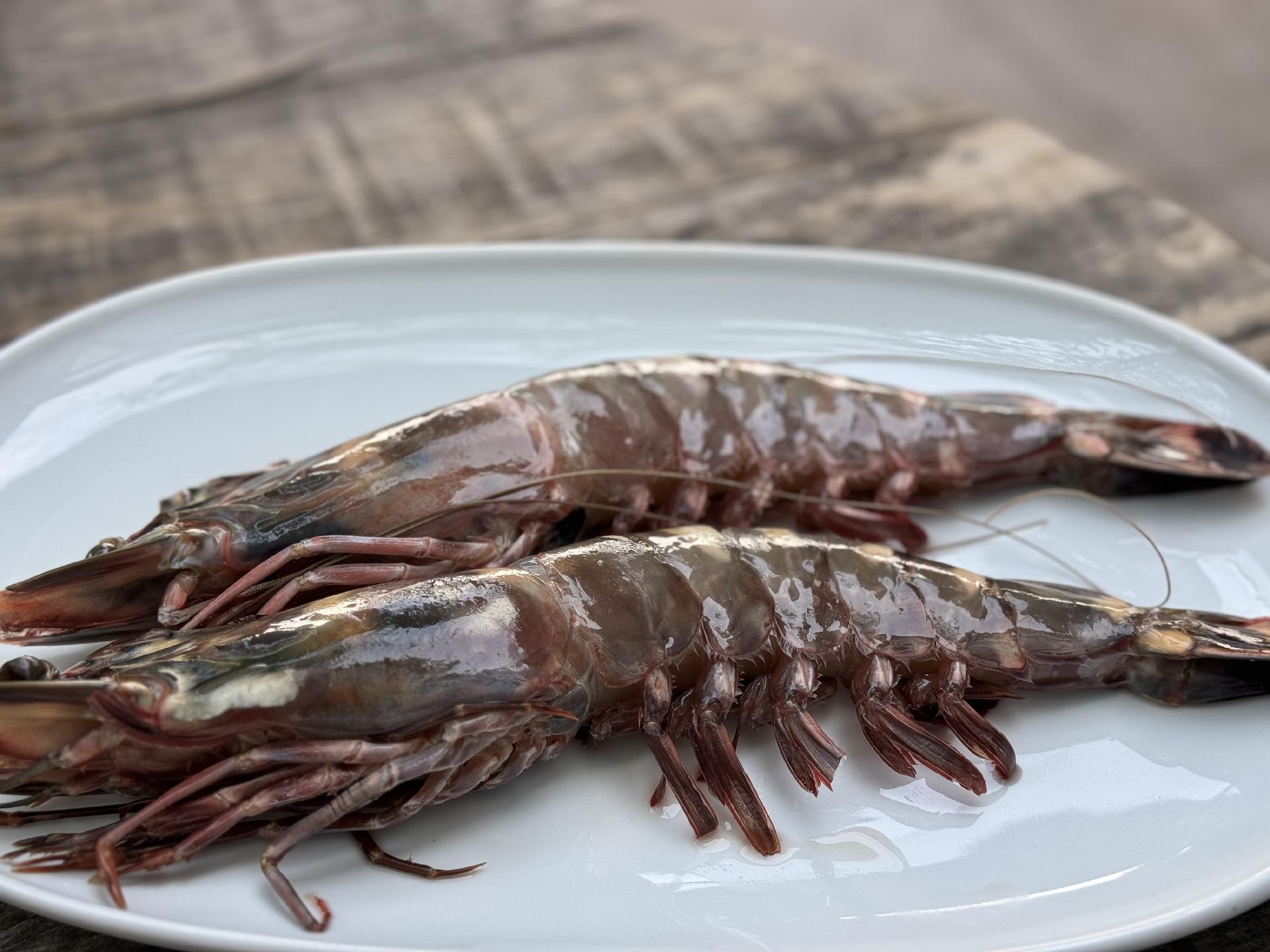 Camarao Gigante Do Rio VEJA AGORA! CAMARÃO GIGANTE DA MALASIA PEGO DE