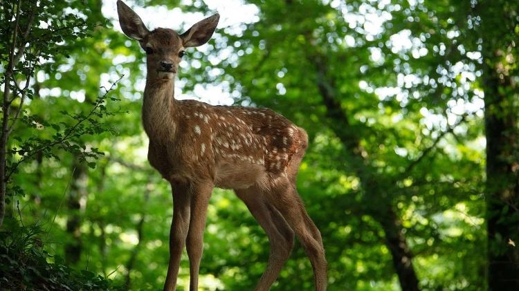 Bambi: live action é diferente do que imaginam, diz dubladora