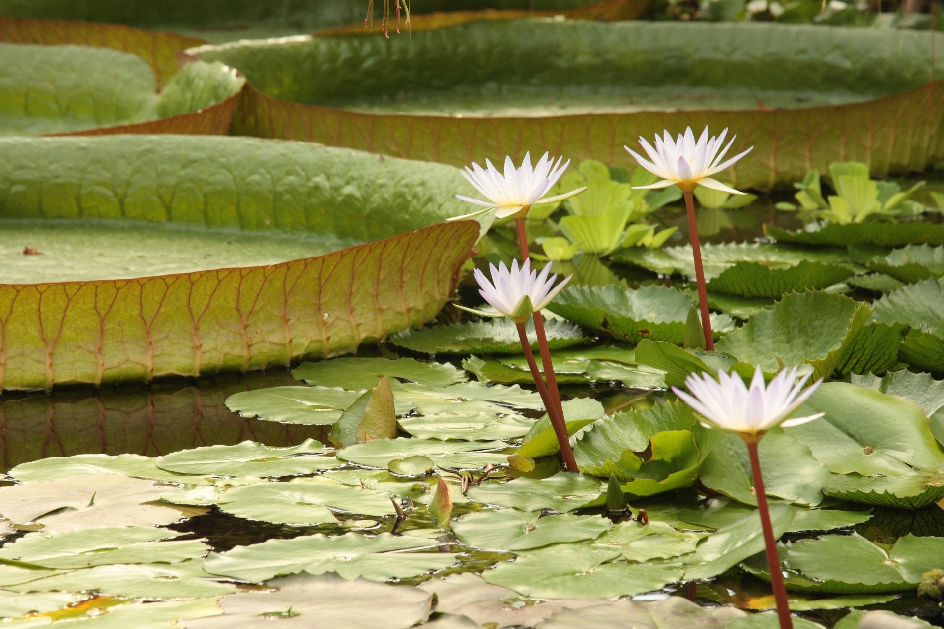 Fotos: A beleza amazônica no jardim: conheça espécies que vão bem em ...