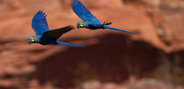 Complexo eólico próximo a habitat da arara-azul-de-lear ameaça animais ...