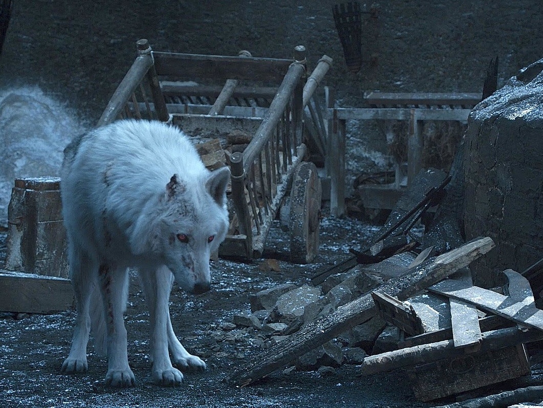 Lobo Gigante Jogo Dos Tronos Fantasma