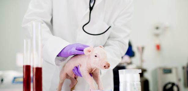Pílula para emagrecer reduziu o consumo de alimentos em porcos em 40%