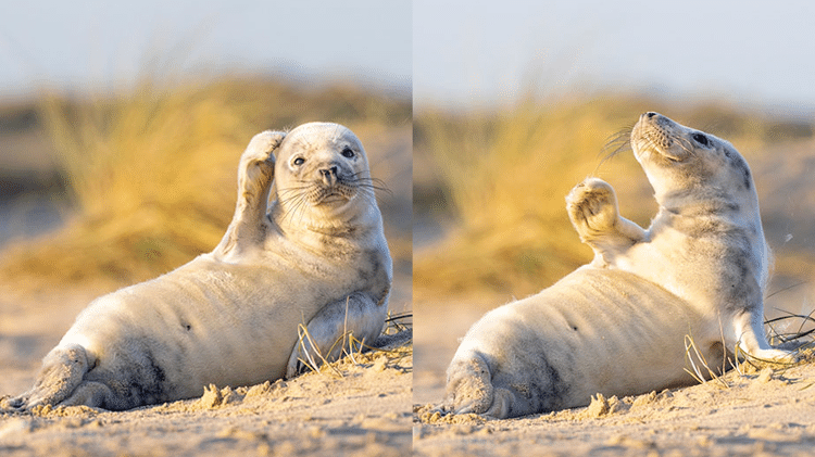 Foca viraliza na web com fotos 'acenando' e fazendo pose - 30/12/2019 ...