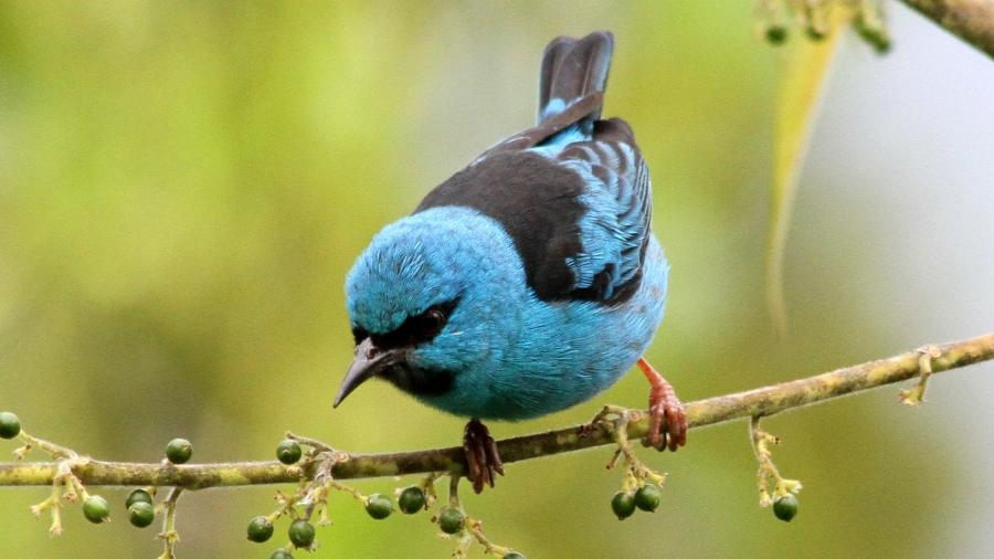 Urbanização perto de áreas florestais reduz espécies de aves em 50%