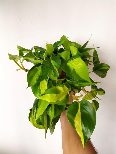 Filodendro: planta é parecida com a jiboia, mas exige cuidados ...