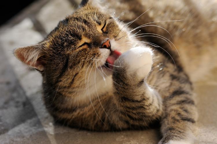 Dar banho em gato: limpeza requer atenção e nem sempre é necessária