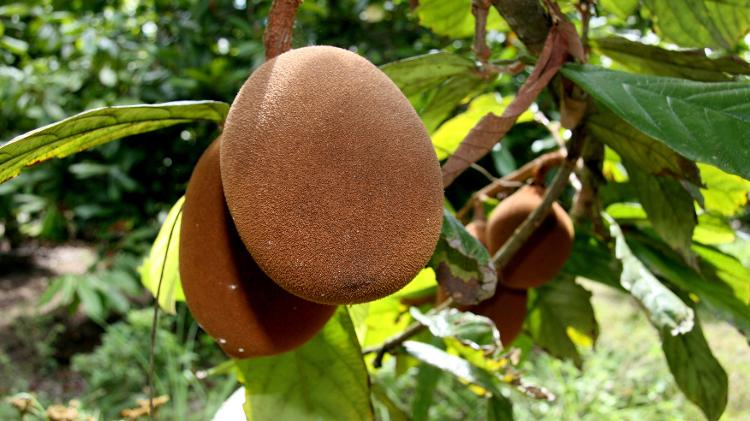 Açaí ou cupuaçu: qual é melhor? Veja benefícios de cada fruta e compare ...