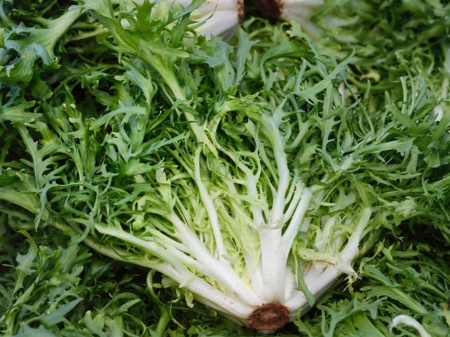 Melhora intestino, reduz risco de diabetes: os benefícios da chicória