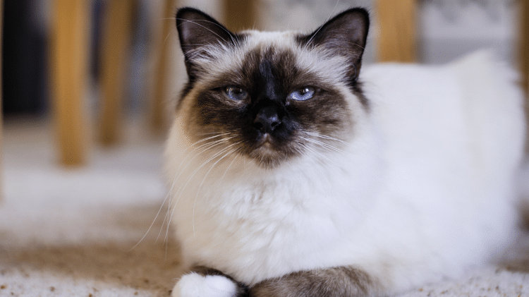Raças de gatos mais dóceis: os felinos mais apegados aos humanos