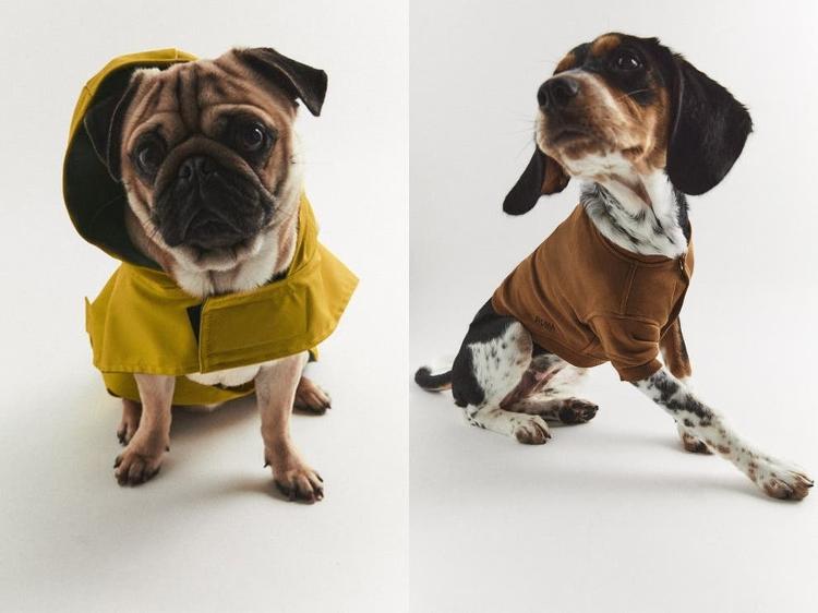 Zara lança coleção de roupas e acessórios para cães - 14/02/2021 - UOL ...
