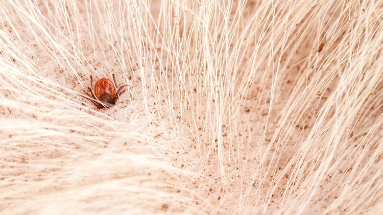 Carrapato: tudo o que você precisa saber para evitar em pets