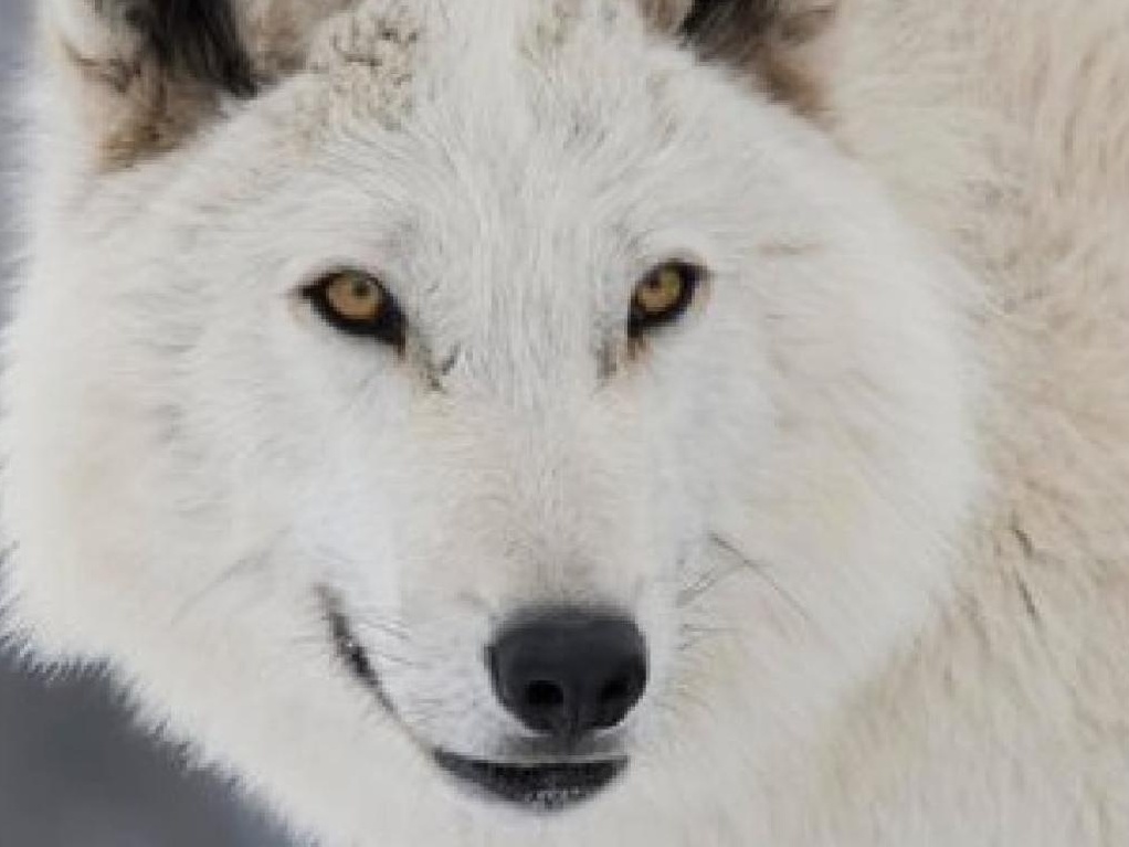 Jogo Dos Tronos Lobo Gigante Fantasma