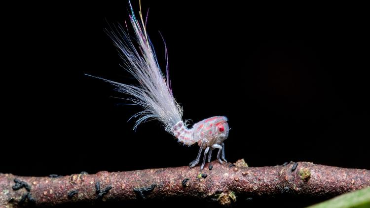 Expedição revela a surpreendente fauna noturna da floresta Amazônica