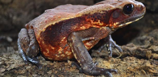 Predadores De Sapos Venenosos Ceratophrys Ornata Wikipedia, La