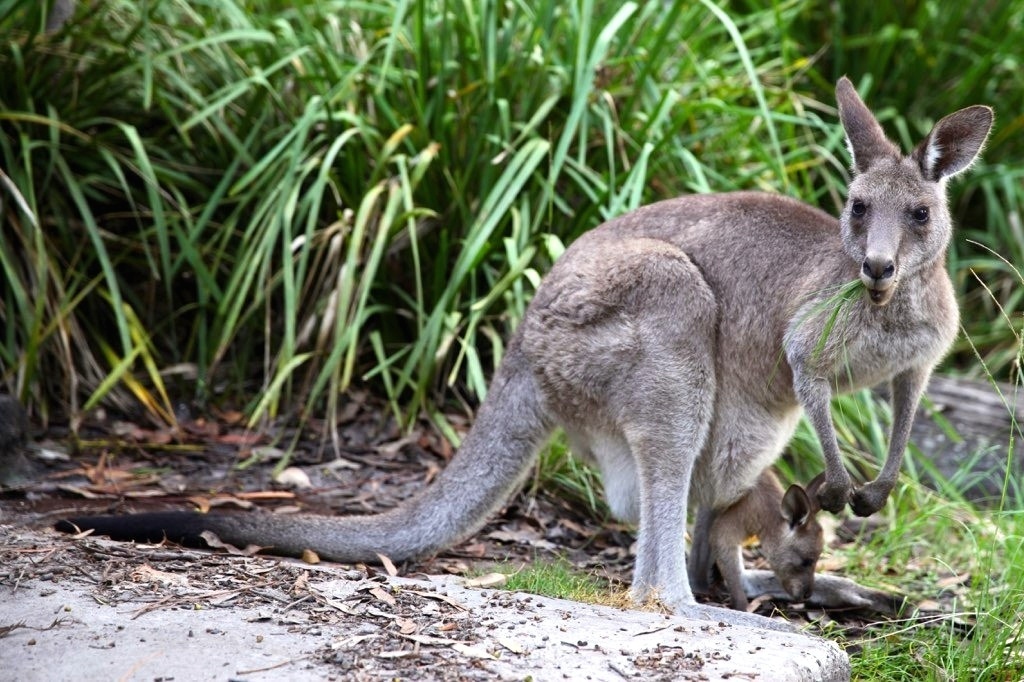 Fotos: Observar a vida selvagem é um passeio indispensável da terra dos ...