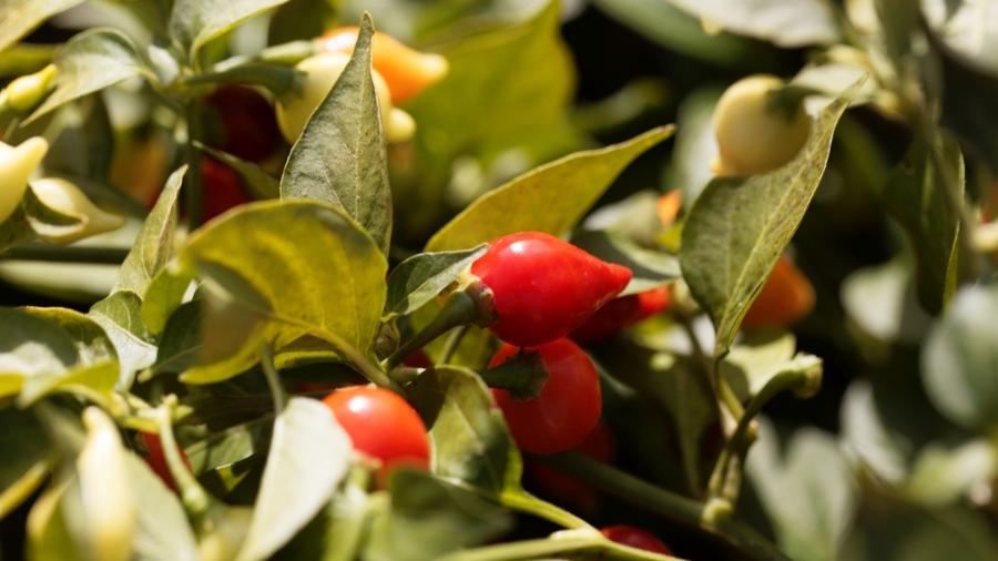 Melhora digestão e ajuda na saciedade: benefícios da pimenta biquinho