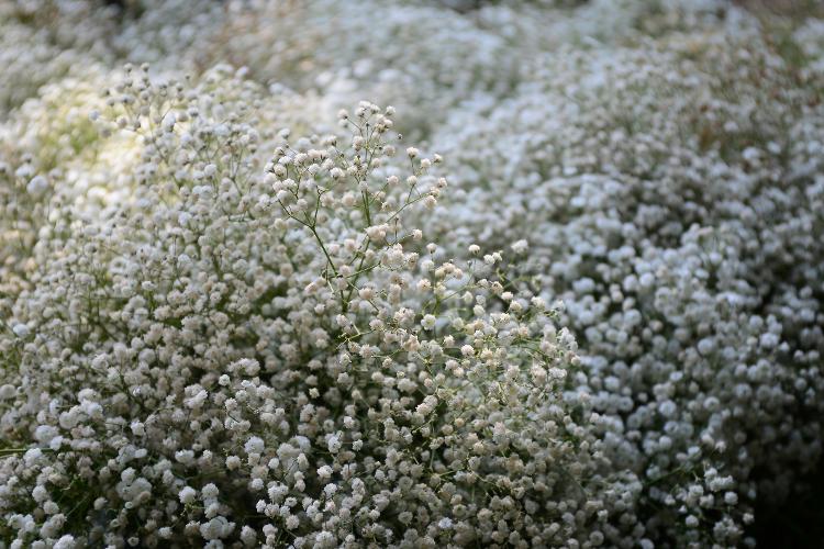 Como cultivar mosquitinho em casa