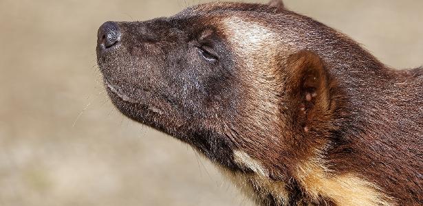 Raro "wolverine" é filmado pela 1ª vez no parque Yellowstone, nos EUA ...
