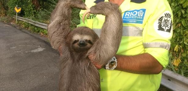 Bicho-preguiça faz pose poderosa ao ser resgatado no Rio de Janeiro ...