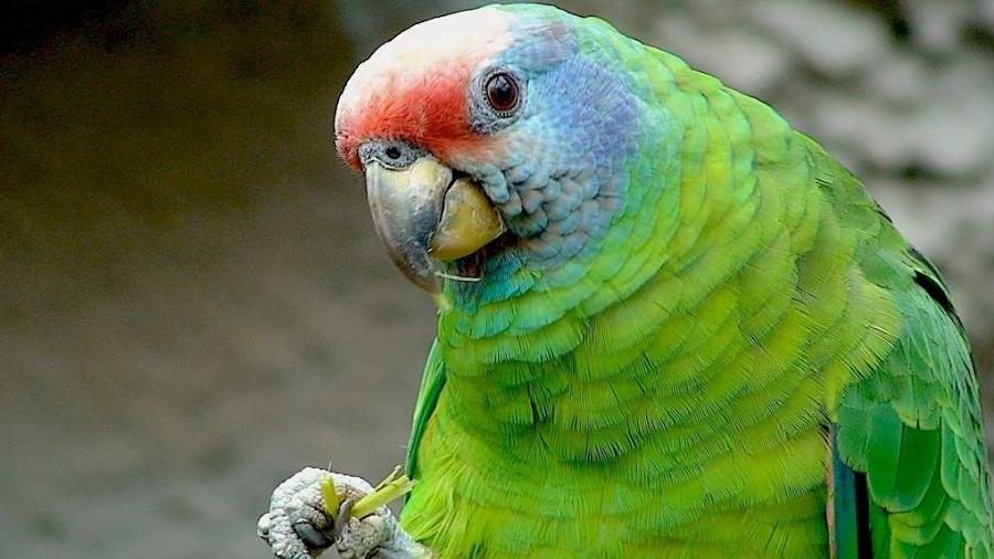 Passarinho, qual é seu nome? Faça o quiz e nomeie espécies brasileiras