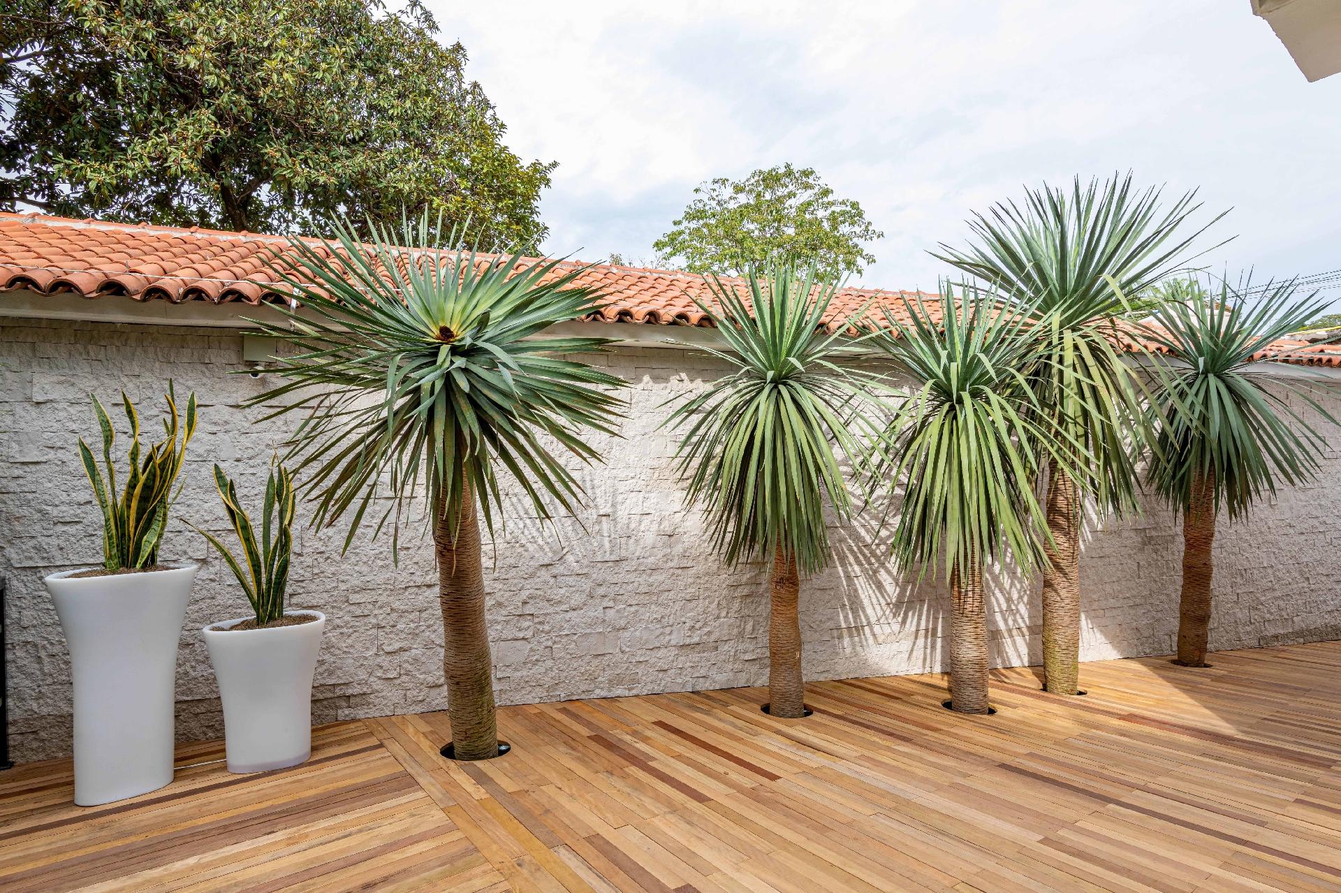 Fotos: Xerófitas como cactos e suculentas são fáceis de cuidar - 09/08 ...