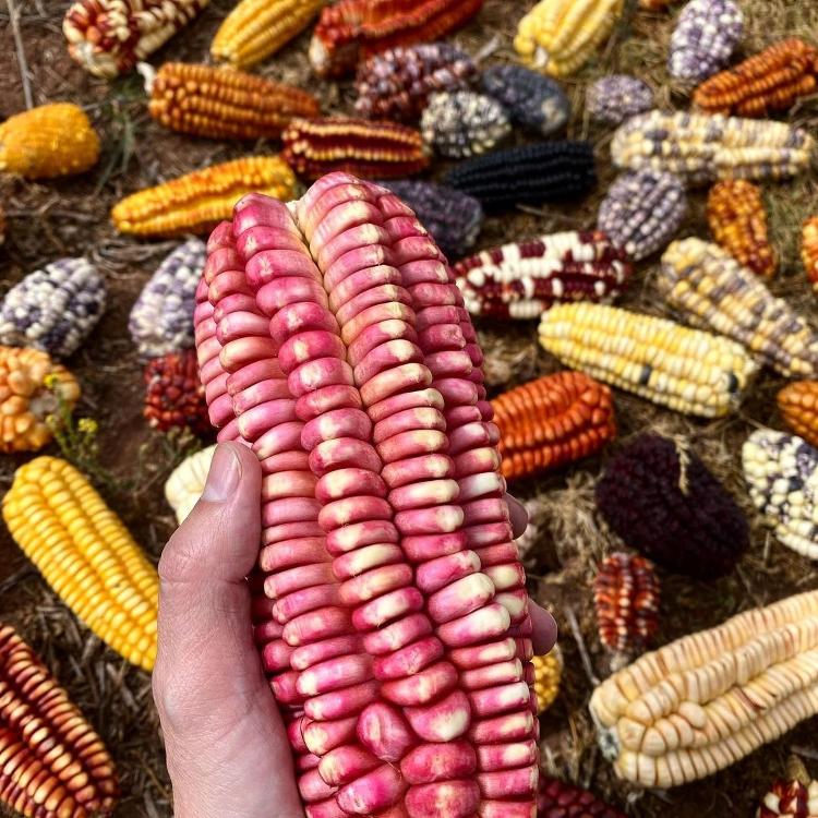 Febre no Brasil e no mundo, Peru reinventou autoestima através da ...