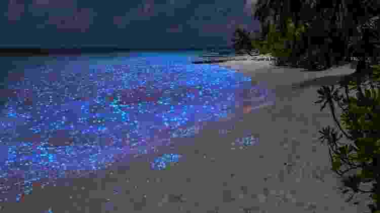 Bioluminescência: conheça praias fantásticas que brilham no escuro - 22 ...