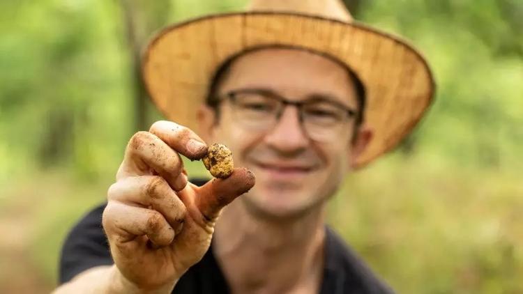 Fungos que valem uma fortuna, trufas são nova aposta de cultivo no ...