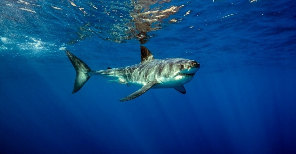 Veja como é o mergulho com tubarões na Ilha de Guadalupe - BOL Fotos ...