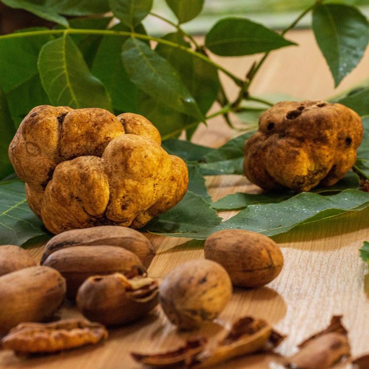 Fungos que valem uma fortuna, trufas são nova aposta de cultivo no ...