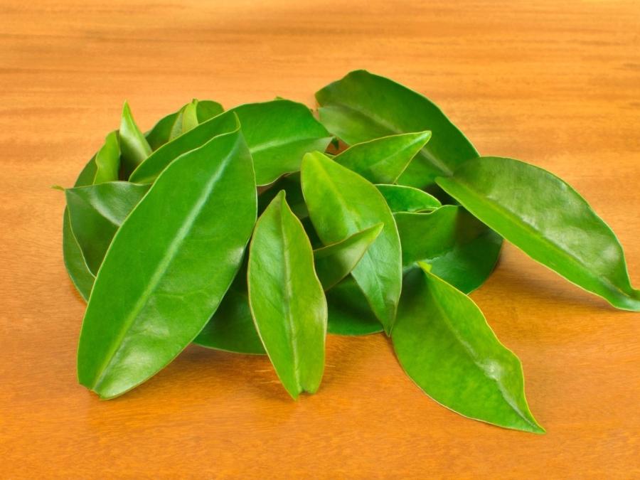 Benefícios da ora-pró-nobis: Regenera DNA e reduz risco de câncer